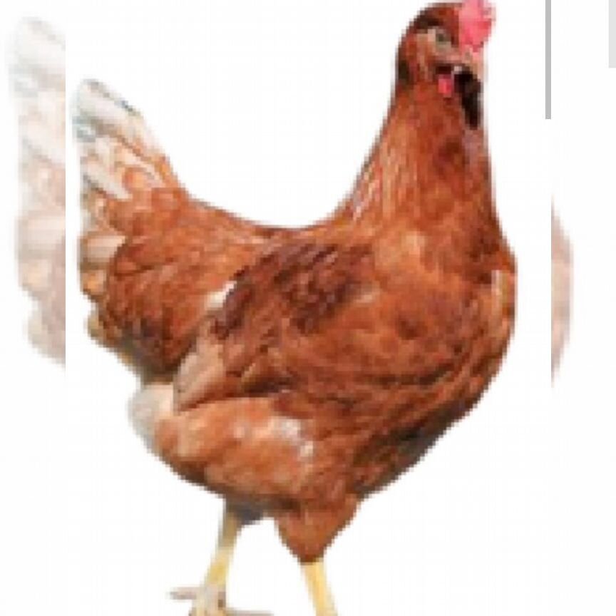 Куры несушки домашние молодые