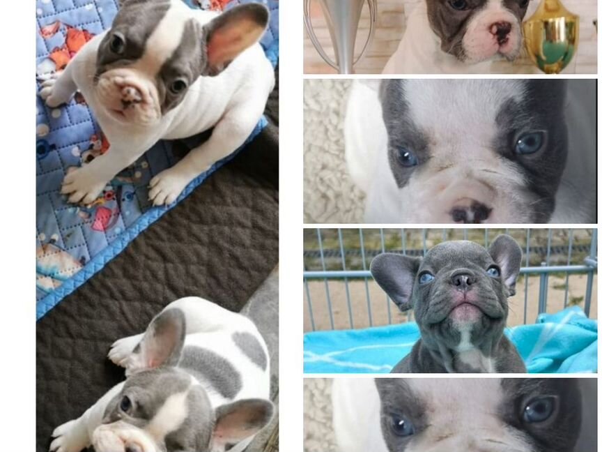 Французский бульдог