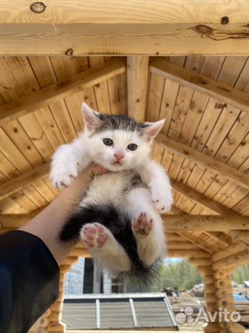 Котенок с челкой (мальчик)