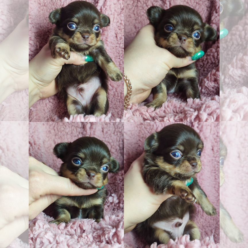 Чихуахуа мальчики и девочка