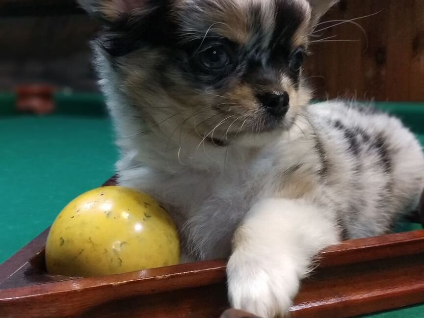 Чихуахуа.мальчик