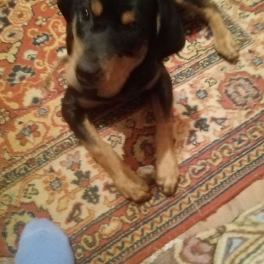 Отдам в хорошие руки, щенка ротвейлера 4месяца