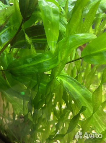 Неприхотливые аквариумные водоросли