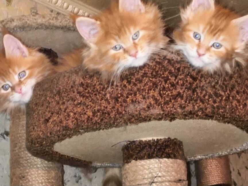 Котята мейн-кун