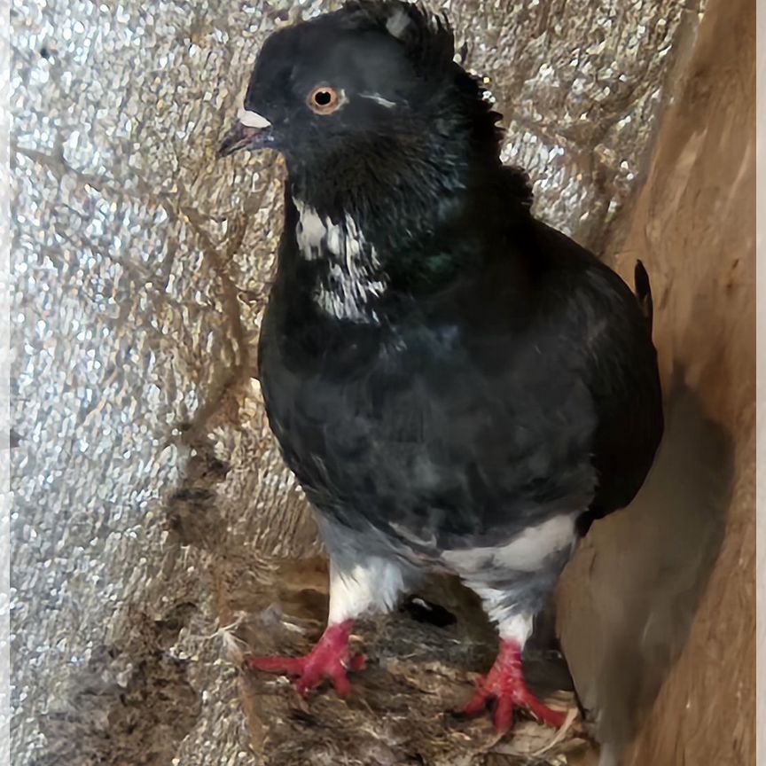 Бакинские бойные голуби