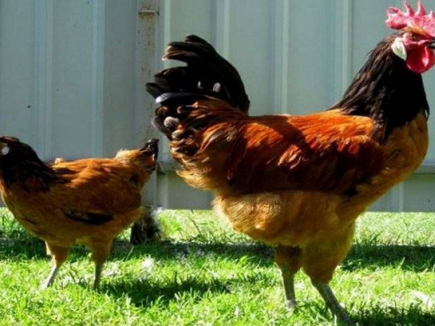 Куры форверк гамбургские