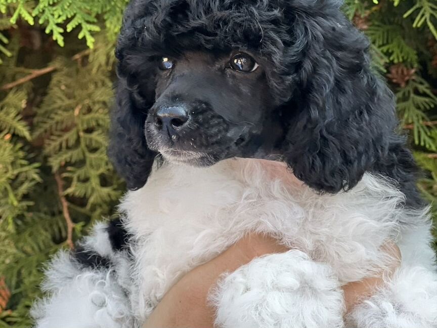 Пудель миниатюра девочка РКФ