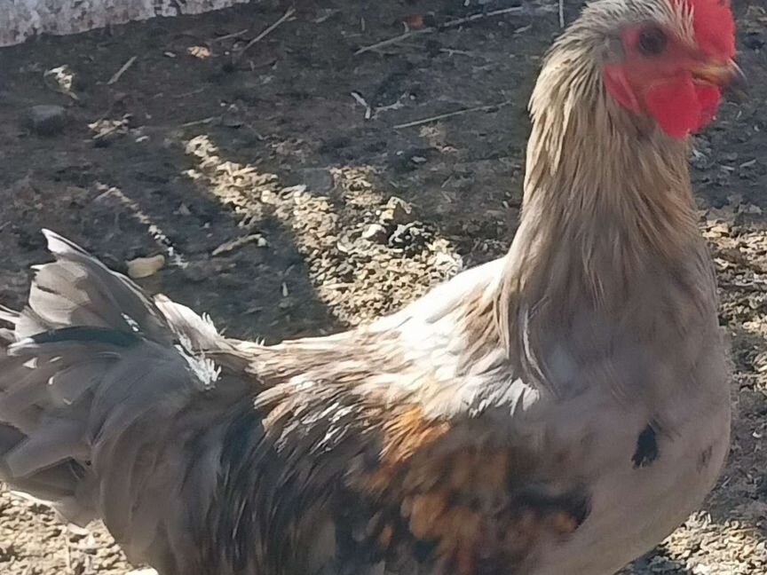 Петух Сильверудд