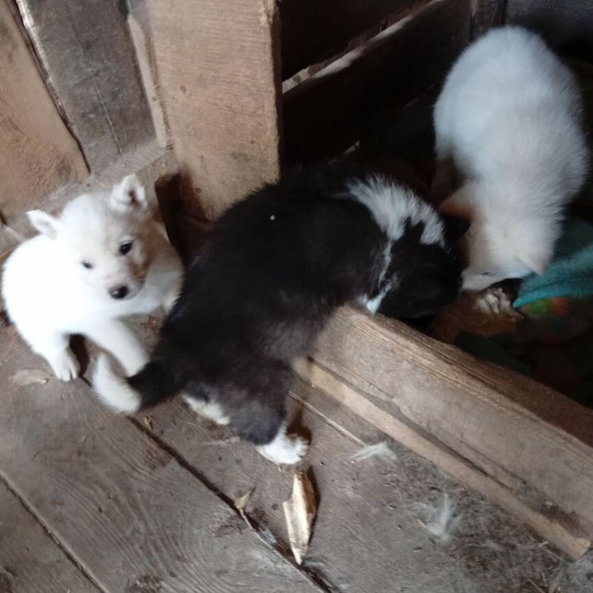 Лайка, щенок