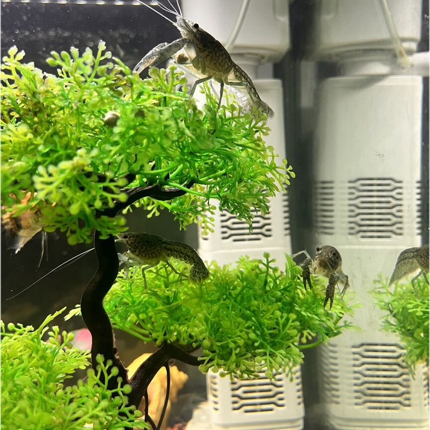 Живые раки в аквариум