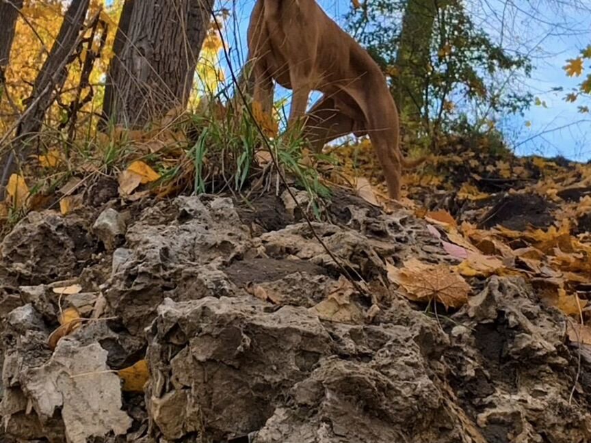 Чирнеко дель этна. Вязка