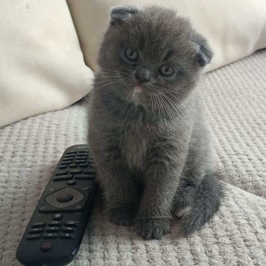 Британские вислоухие котята