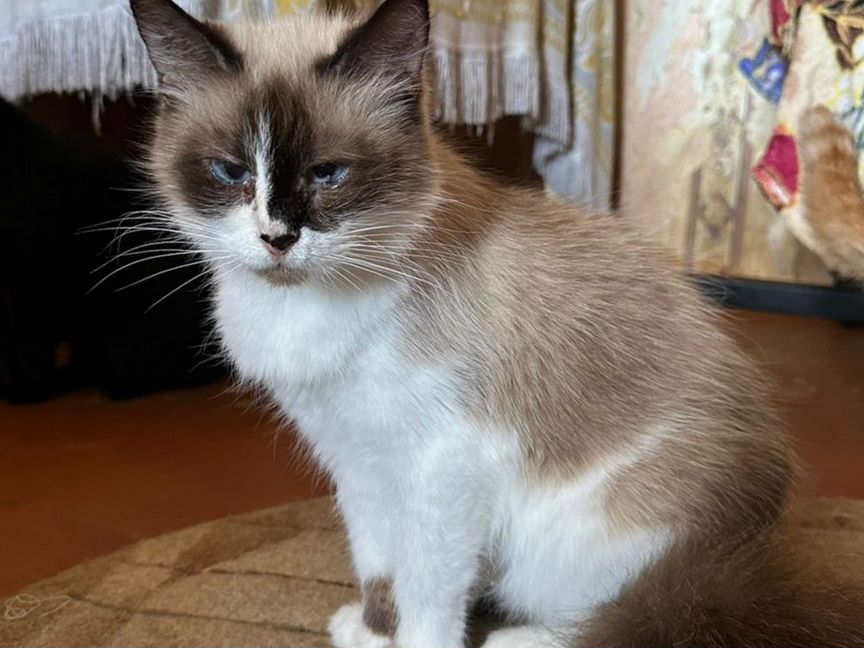 Кошка тайский окрас