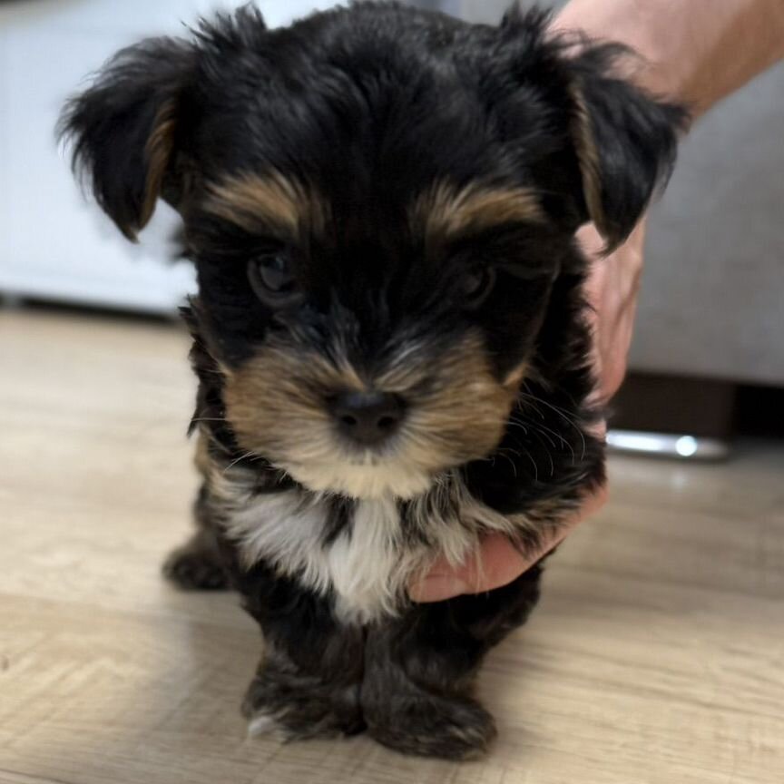 Йоркширский терьер, щенок