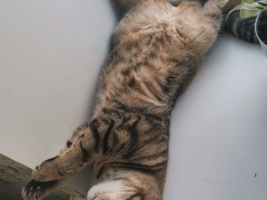 Шотландская кошка