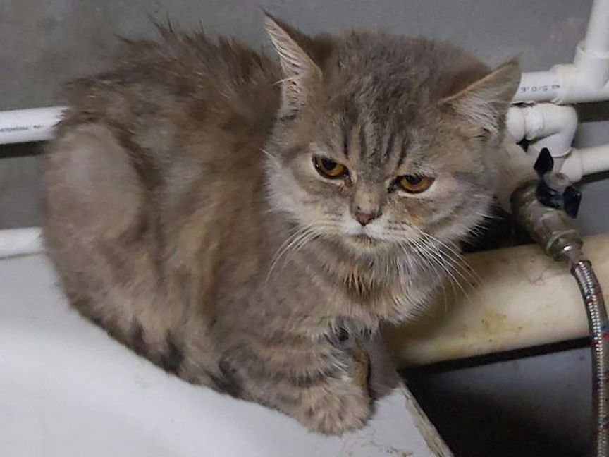 Шотландский котик