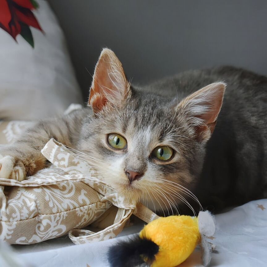 Ласковый котенок, спасеныш, в дар