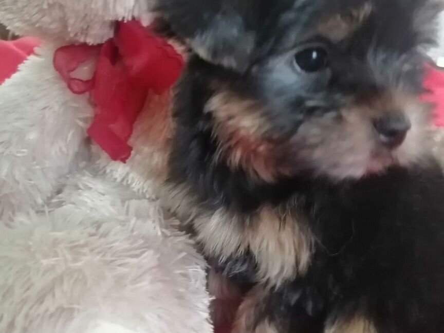 Йоркширский терьер щенки