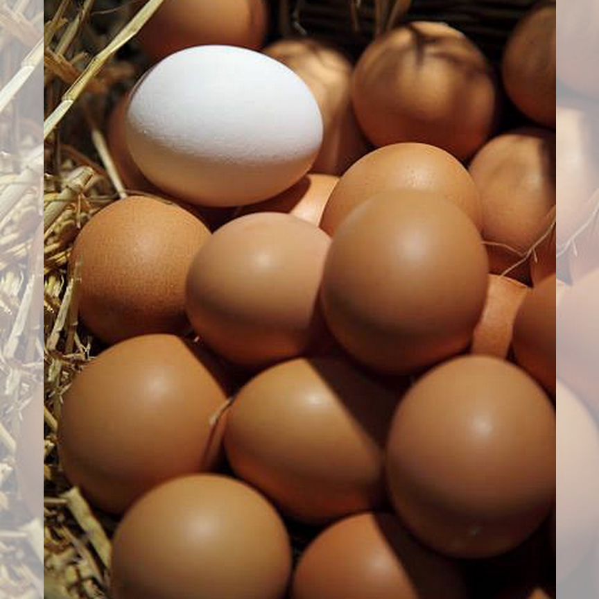 Инкубационное яйцо