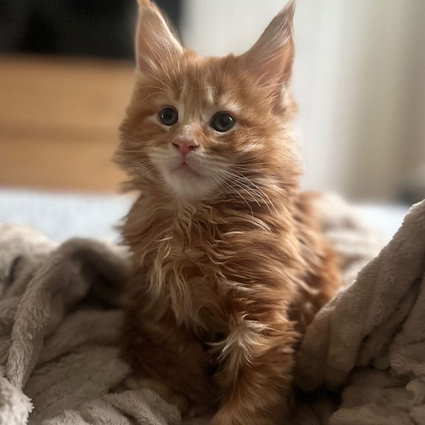 Мейн-кун полидакт