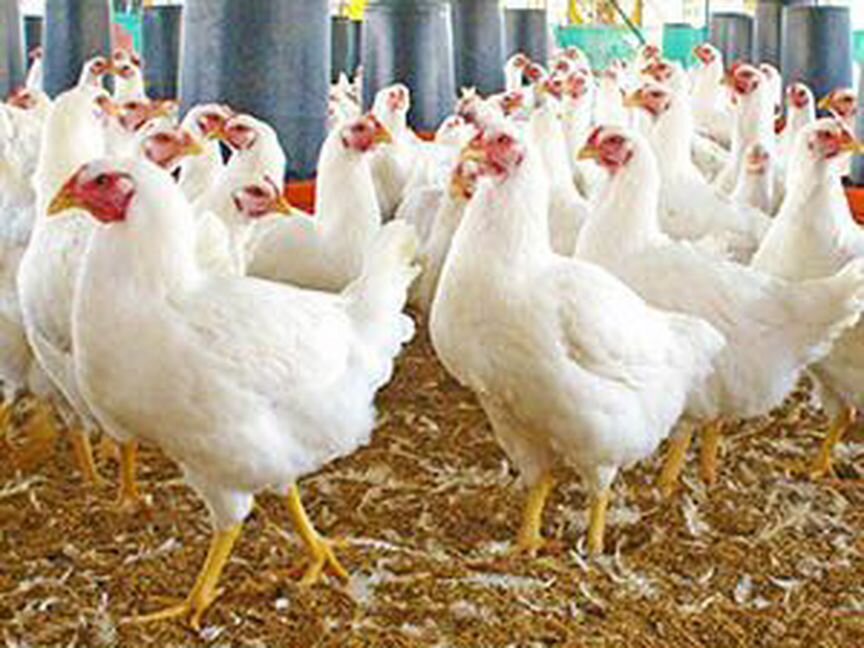 Куры и петухи несущки бойлера взрослые