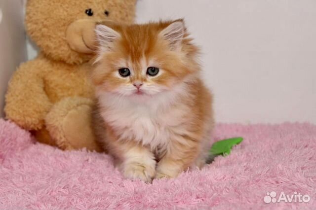 Шоколадная золотая британочка