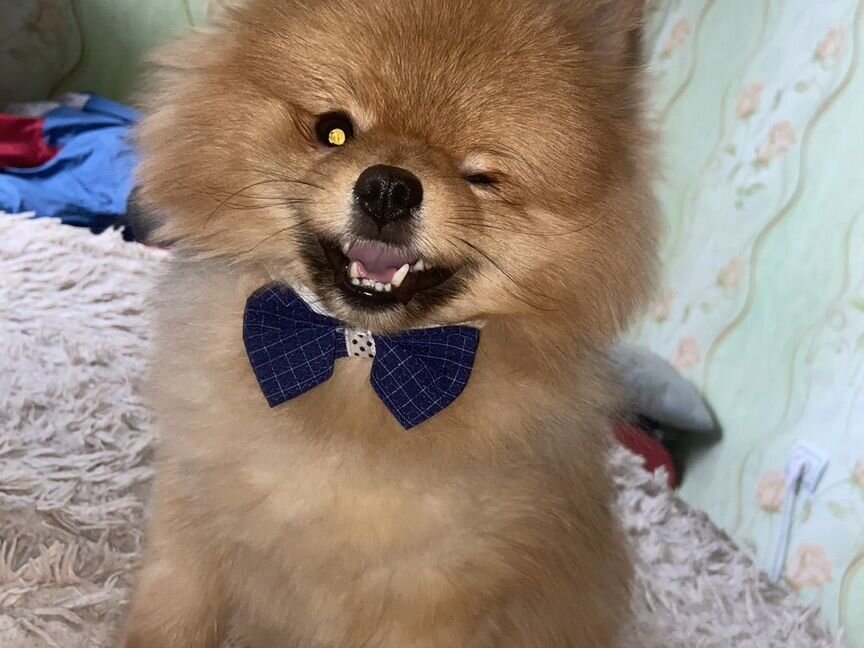 Шпиц в добрые руки