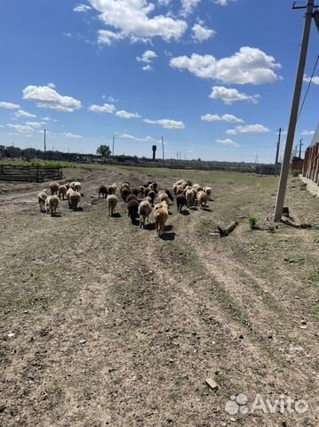 Овцы бараны