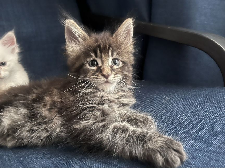 Продам котенка