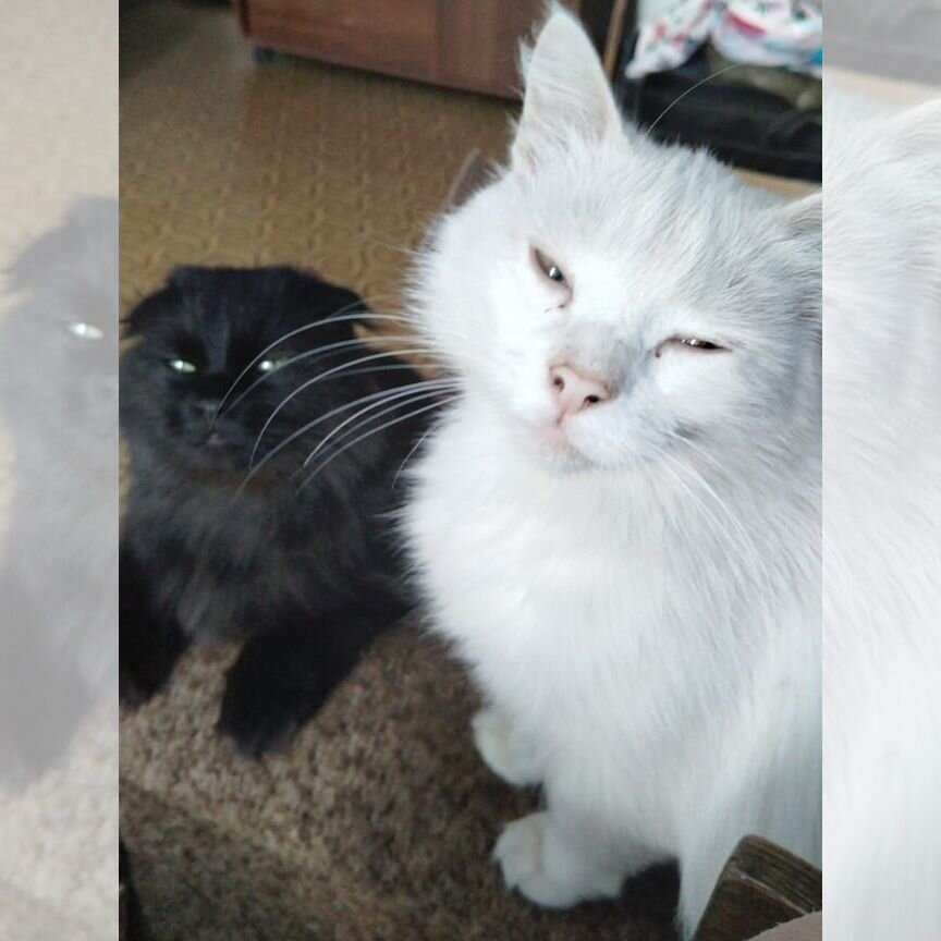 Взрослый кот в добрые руки