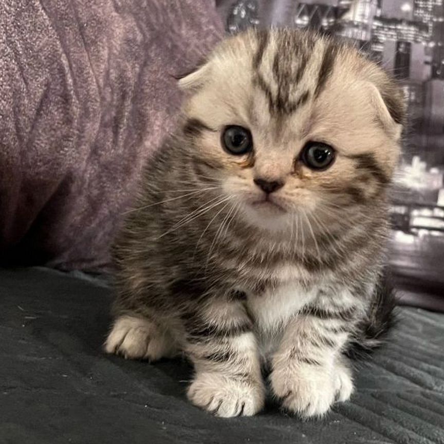 Шотландский вислоухий короткошёрстный котёнок