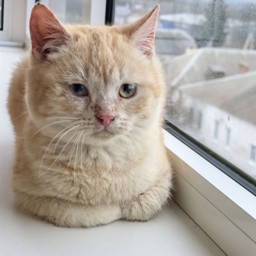 Персиковый котёнок в добрые руки
