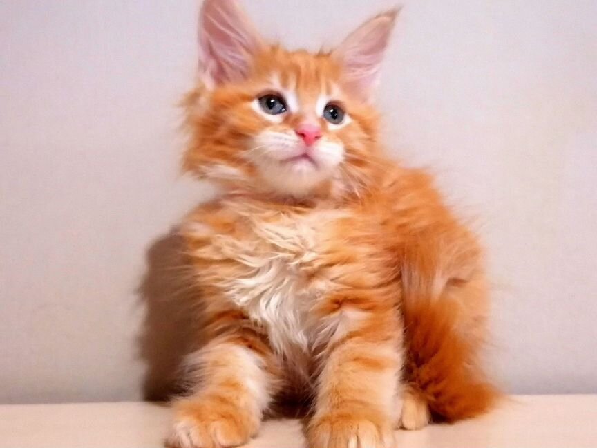 Котята мейн-кун