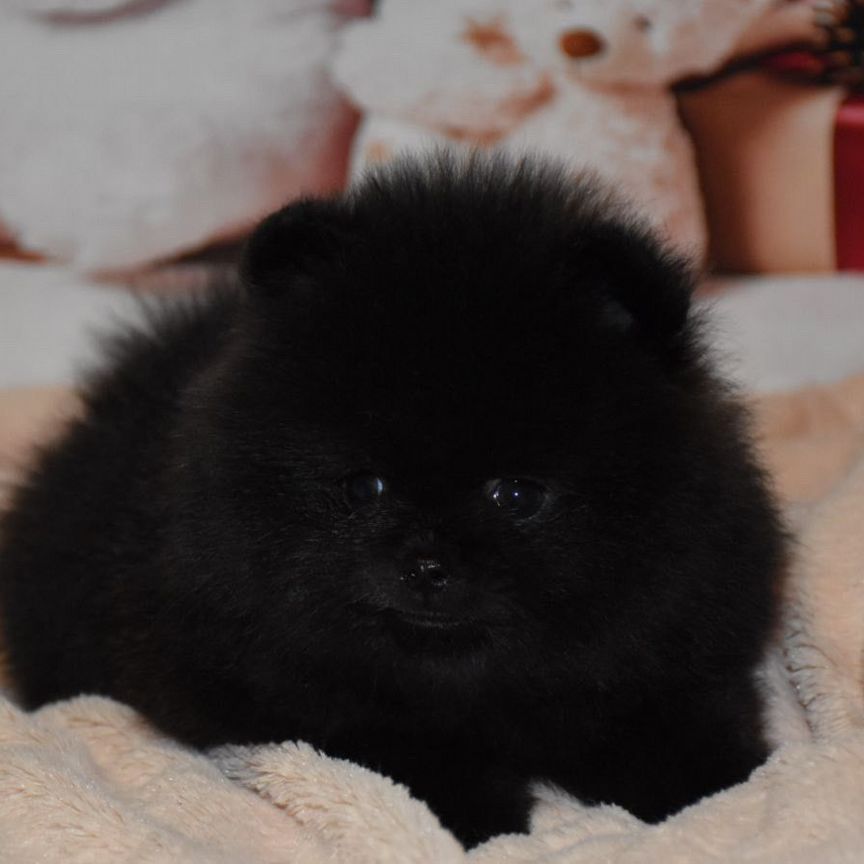 Померанский шпиц, щенок