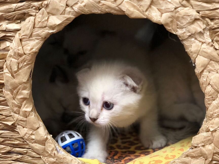 Няшные котята