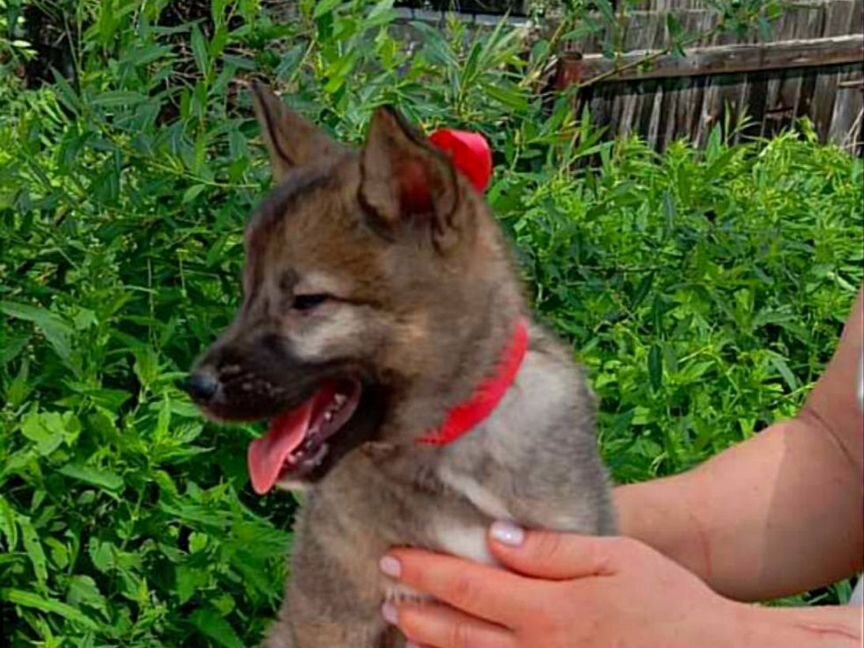 Щенки 1.5 мес в добрые руки