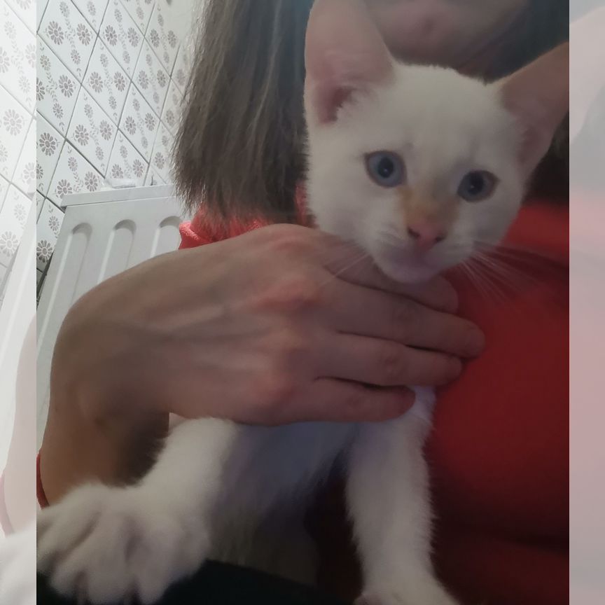 Сиамский котёнок