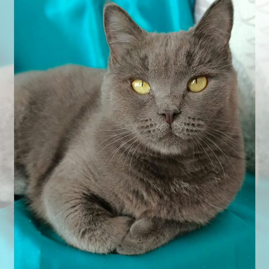 Коты в добрые руки