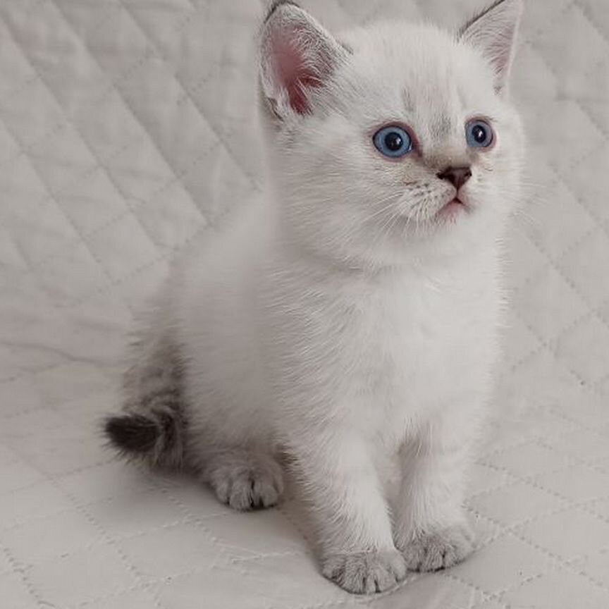 Шотландский вислоухий короткошёрстный котёнок