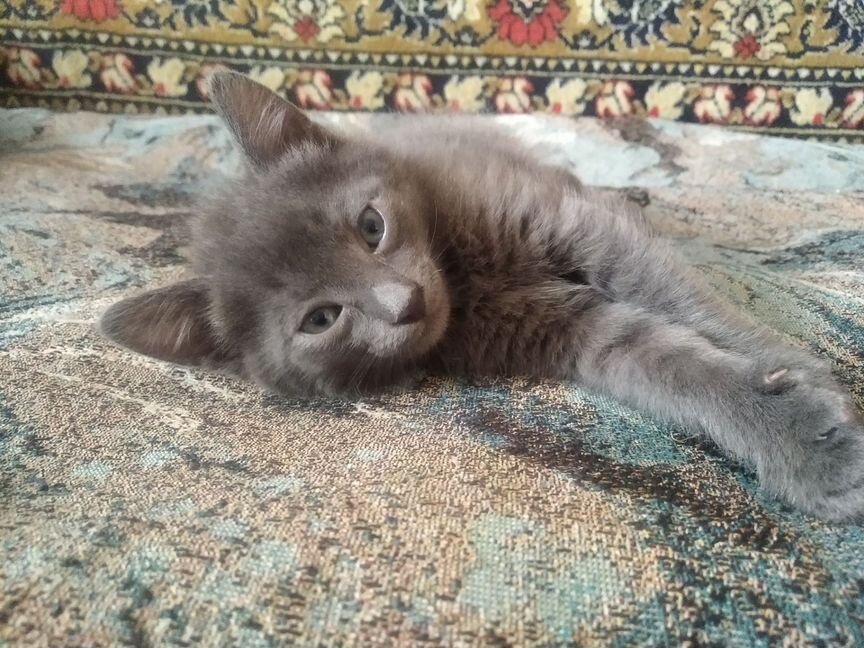 Котенок русская голубая