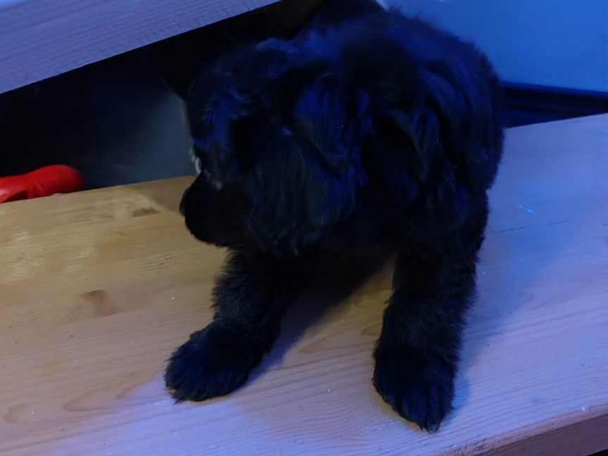 Продам щенка той пуделя