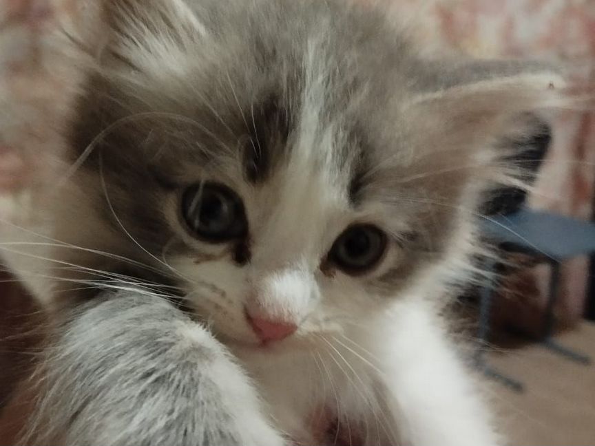 Домашние животные котята