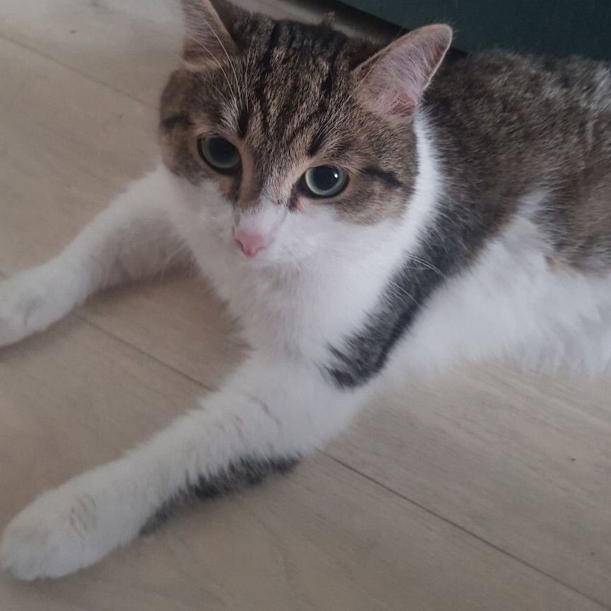 Взрослая кошка в добрые руки