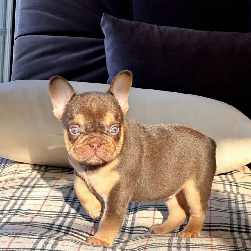 Французский бульдог