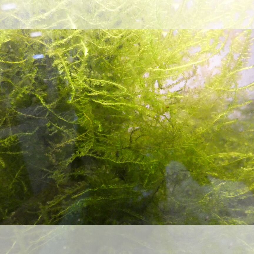 Аквариумное растение Мох
