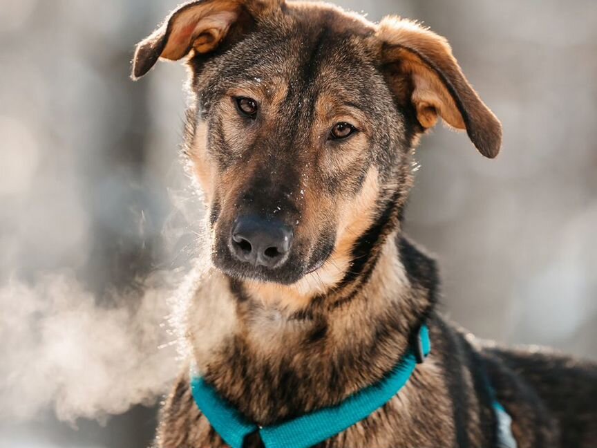 Активный и игривый парень Хоуп ищет дом