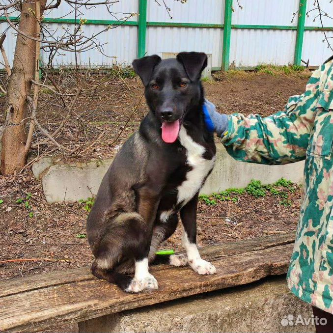 Помогите собаке не умереть от холода