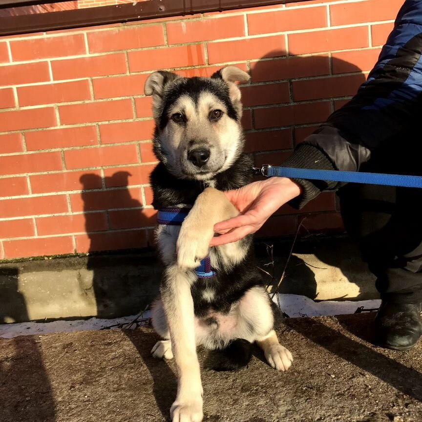 Щенок Харди