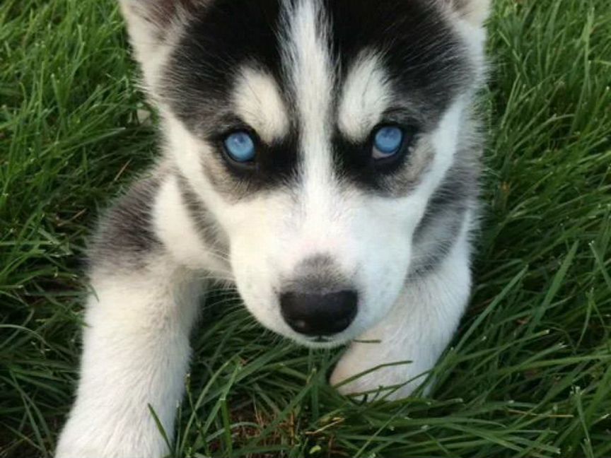 Щенки хаски