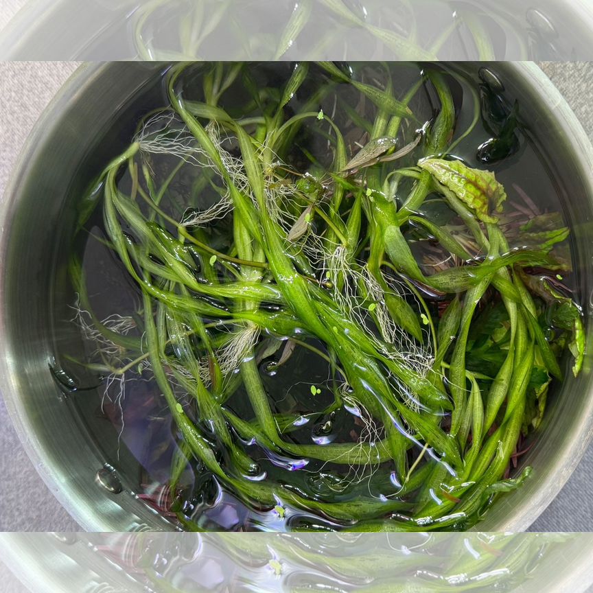 Аквариумное растение прополка